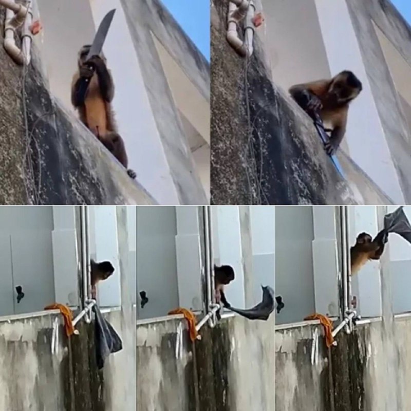Macaco 'Chico' que viralizou amolando faca no Sul do Piauí retorna a ...