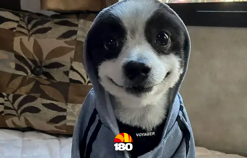 Conheça o cachorro que não para de sorrir - 180graus - O Maior Portal ...