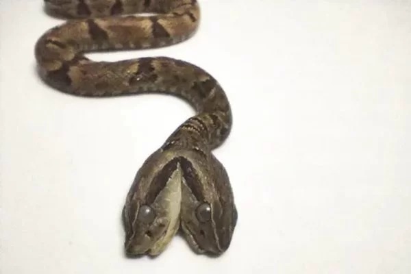 Filhote de jararaca nasce com duas cabeças no Rio de Janeiro - 180graus ...