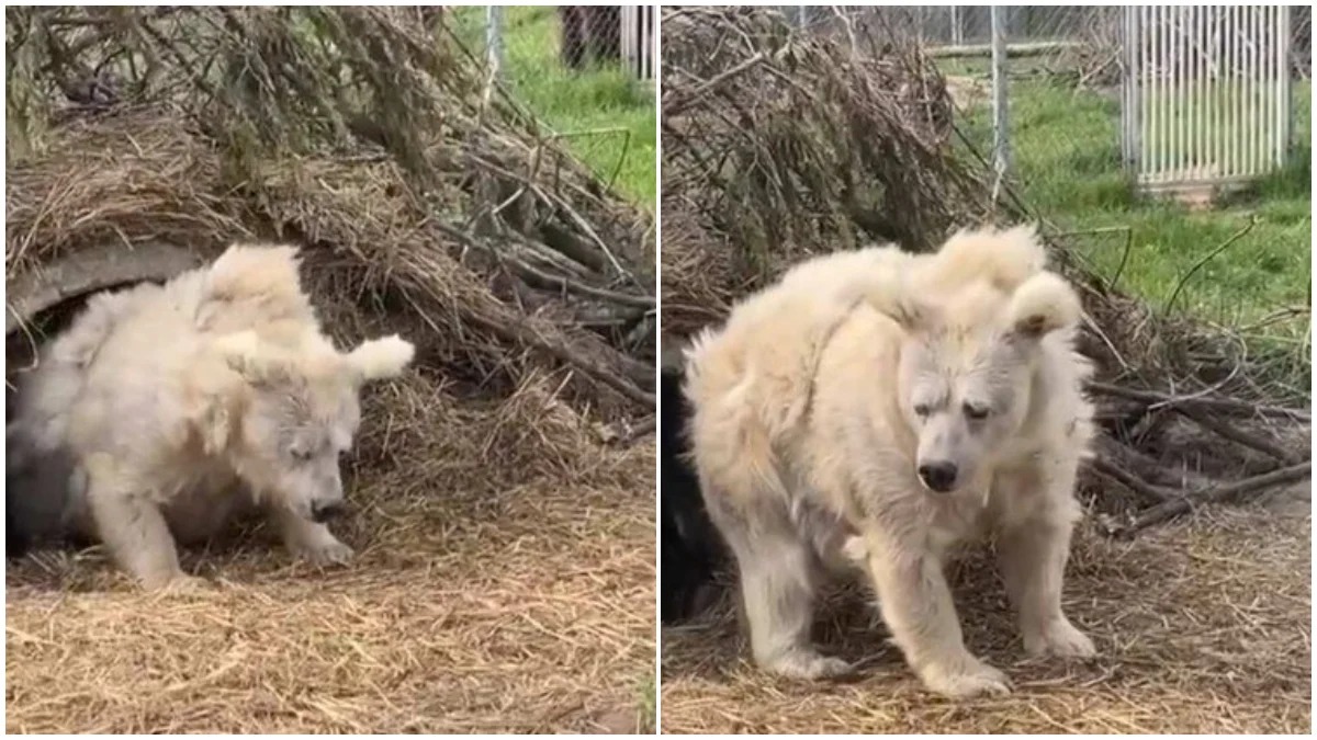 Urso deixa hibernação ‘todo amassado’ e web se identifica: ‘Eu ...