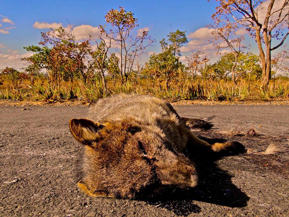 Pesquisador registra fotos de animais mortos em rodovias do Piauí ...
