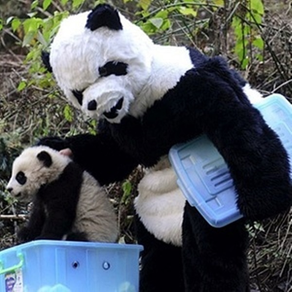 Na China, o emprego mais fofo do mundo: babá de panda; veja fotos ...