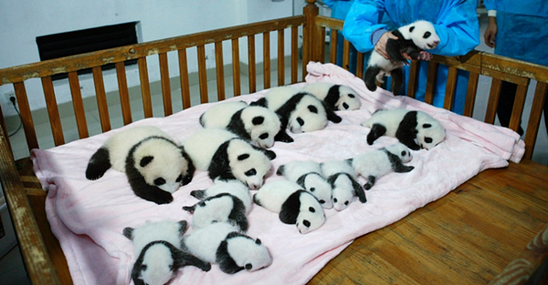 Na China, o emprego mais fofo do mundo: babá de panda; veja fotos ...