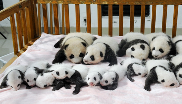 Na China, o emprego mais fofo do mundo: babá de panda; veja fotos ...
