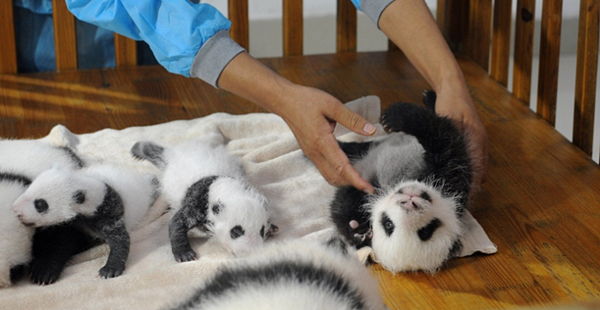 Na China, o emprego mais fofo do mundo: babá de panda; veja fotos ...