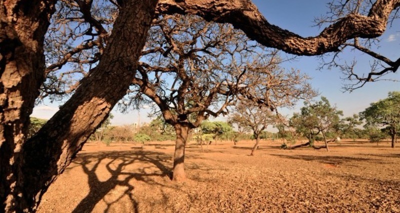 Projeto cria fundo para combater a seca no Nordeste