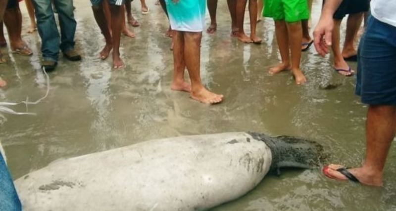 Peixe-boi é encontrado morto na Praia de Atalaia em Luís Correia