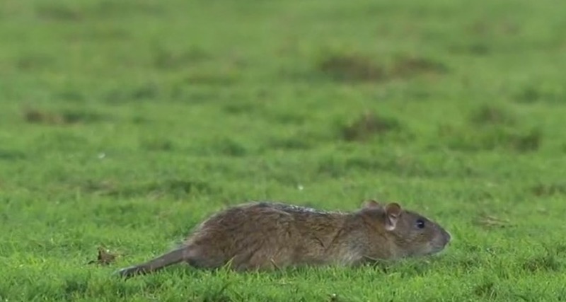Rato invade jogo do Vasco e vira meme na internet