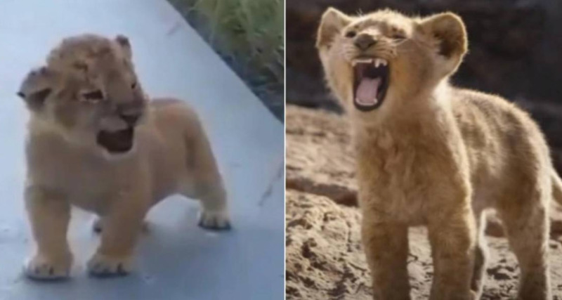 Vídeo: filhote de leão tentando rugir faz sucesso nas redes sociais