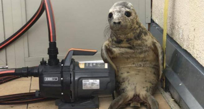 Imagem que mostra reação de bebê foca ao ser pego tentando fugir vira meme