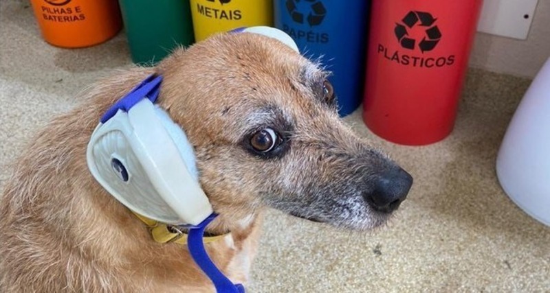 Conheça o fone de ouvido apropriado para seu pet, o DogPhone