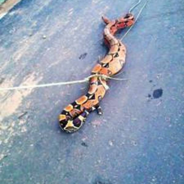 Cobra jibóia de mais de 2 metros é capturada por moradores do centro de ...