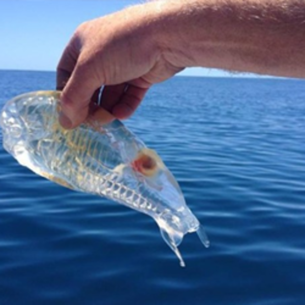 Foto de animal transparente faz sucesso no Facebook; veja com detalhes