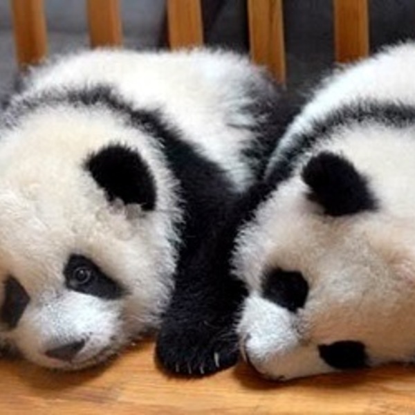 Na China, o emprego mais fofo do mundo: babá de panda; veja fotos!