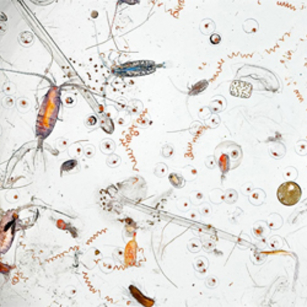 Todos os bichos que se escondem em apenas uma gota de água do mar