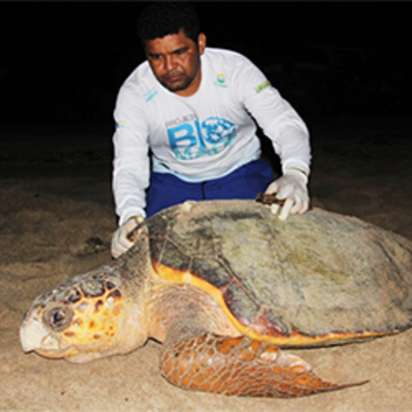 Espécie Rara De Tartaruga é Flagrada Em Desova No Litoral Piauiense